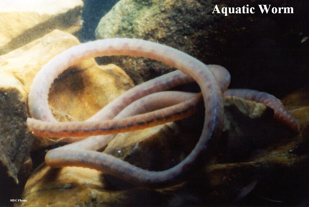 River and Stream Macroinvertebrates | Missouri Stream Team