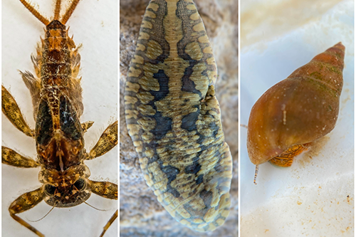 Spineless Bioindicators