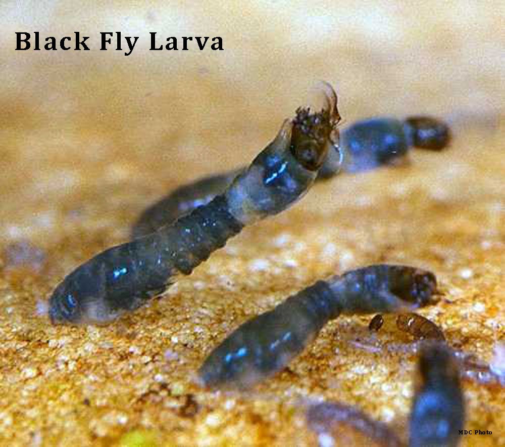 River and Stream Macroinvertebrates | Missouri Stream Team