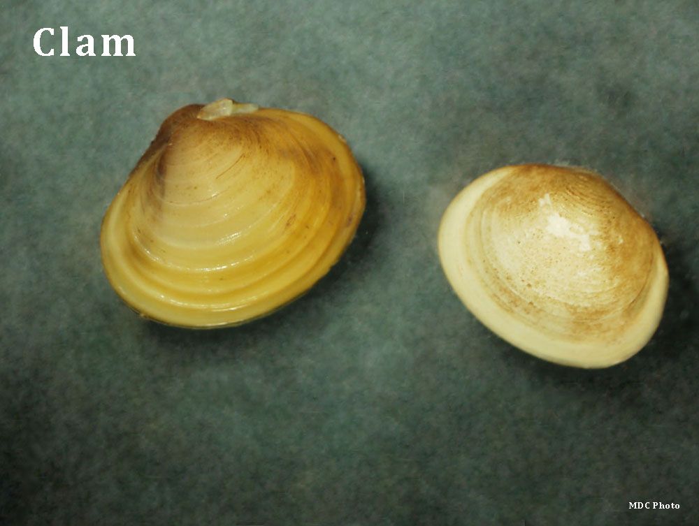 River and Stream Macroinvertebrates | Missouri Stream Team