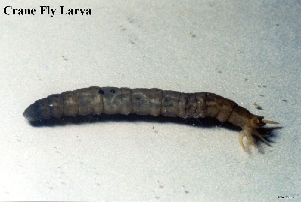 River and Stream Macroinvertebrates | Missouri Stream Team