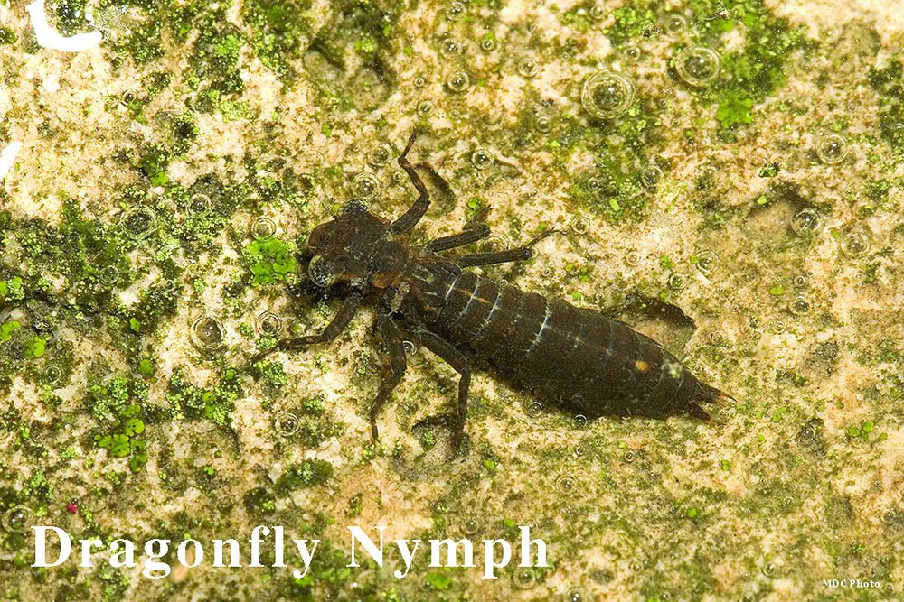 River and Stream Macroinvertebrates | Missouri Stream Team