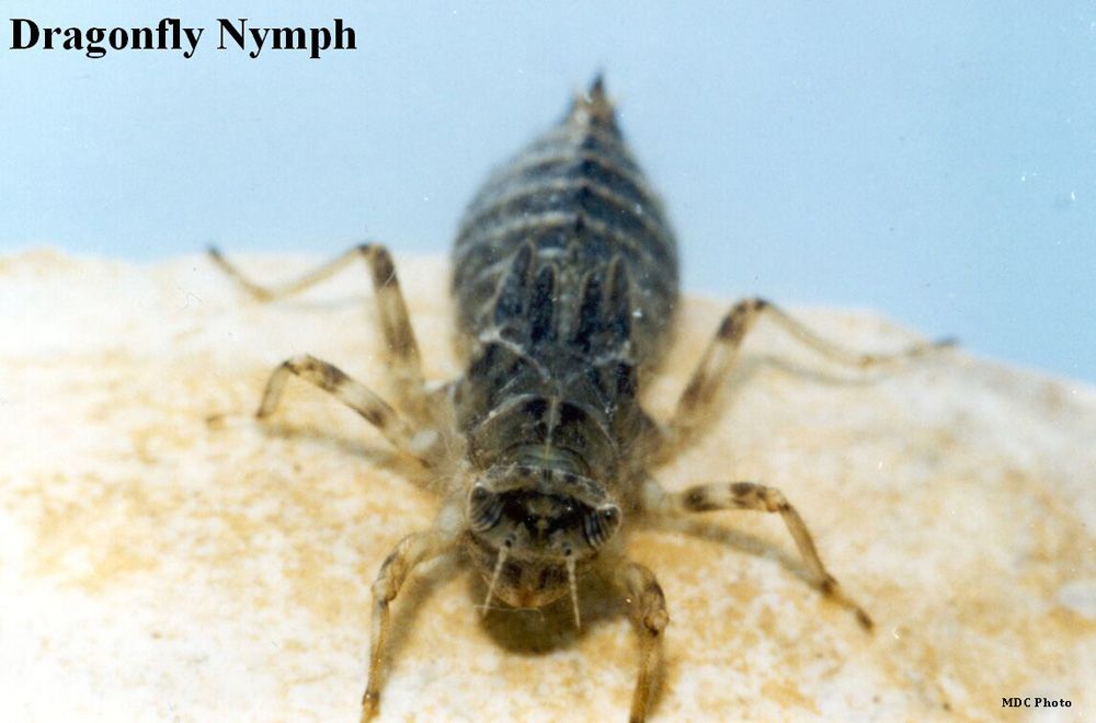River and Stream Macroinvertebrates | Missouri Stream Team
