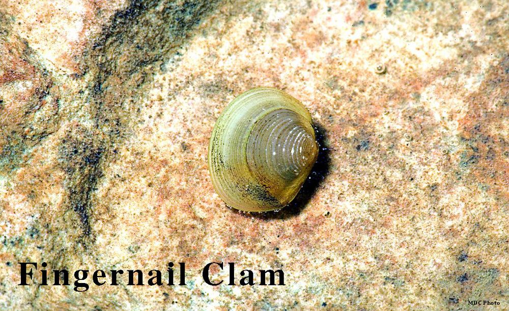 River and Stream Macroinvertebrates | Missouri Stream Team
