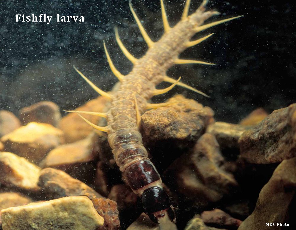 River and Stream Macroinvertebrates | Missouri Stream Team