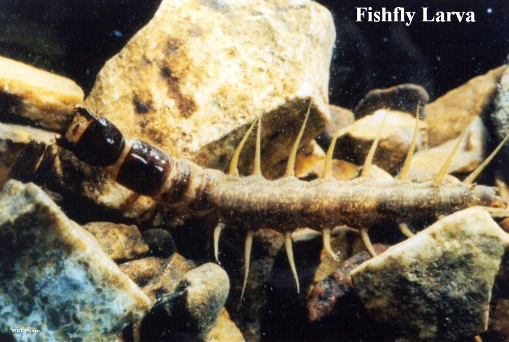 River and Stream Macroinvertebrates | Missouri Stream Team