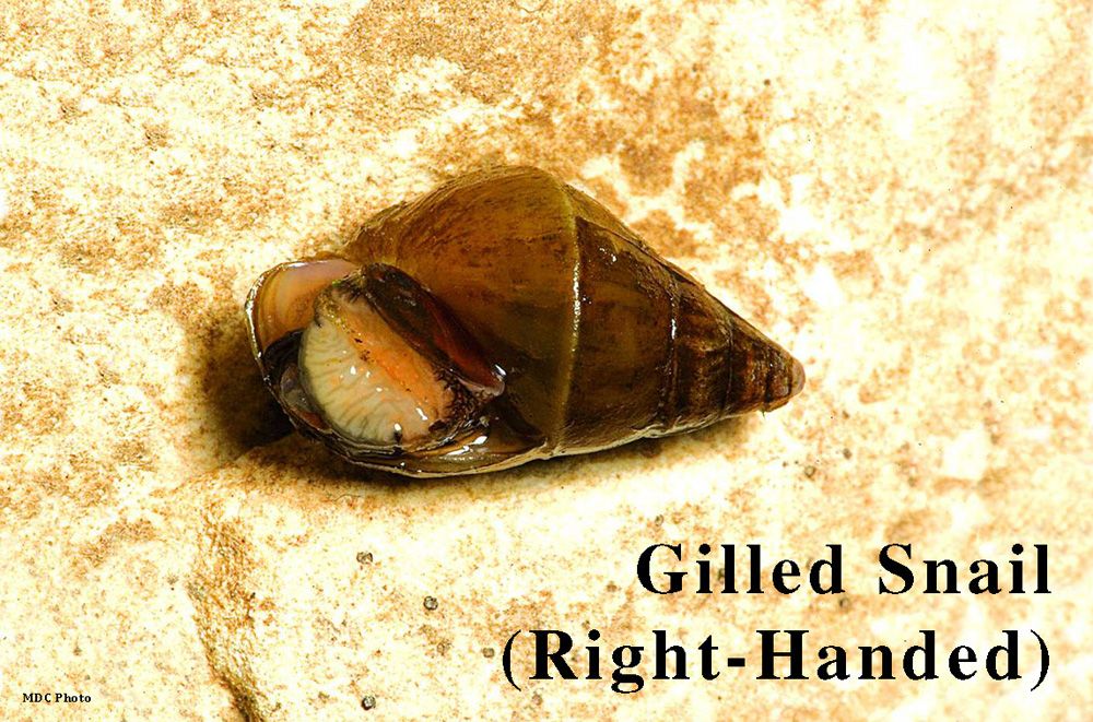 River and Stream Macroinvertebrates | Missouri Stream Team