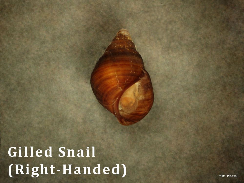 River and Stream Macroinvertebrates | Missouri Stream Team