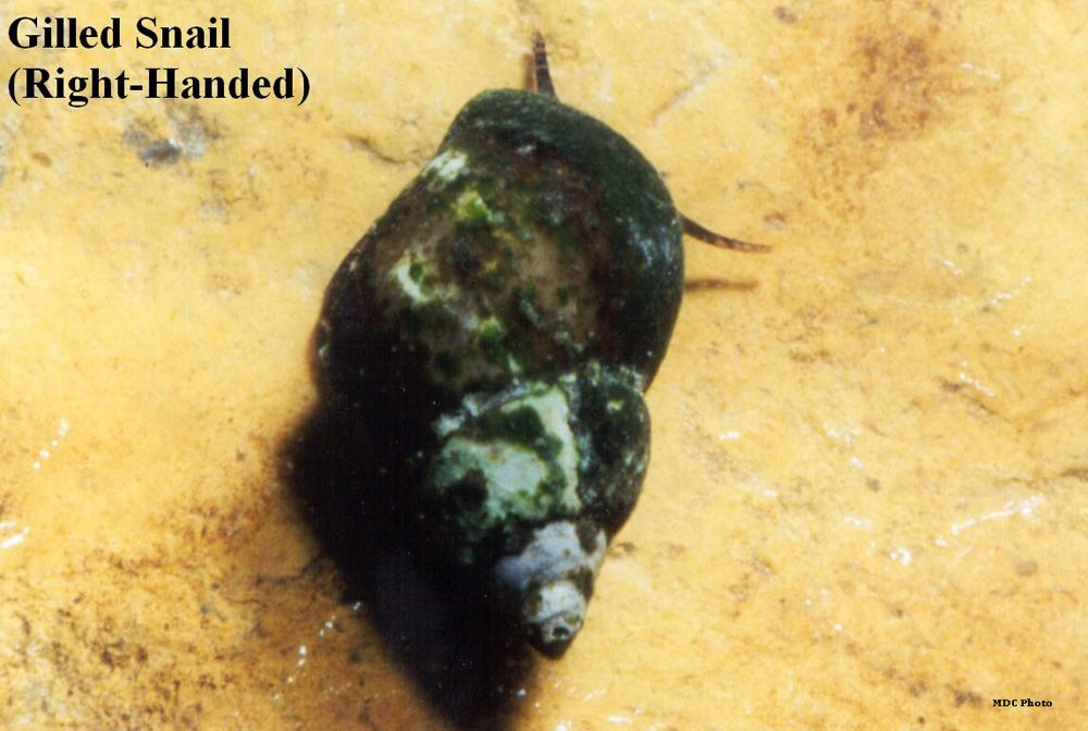 River and Stream Macroinvertebrates | Missouri Stream Team