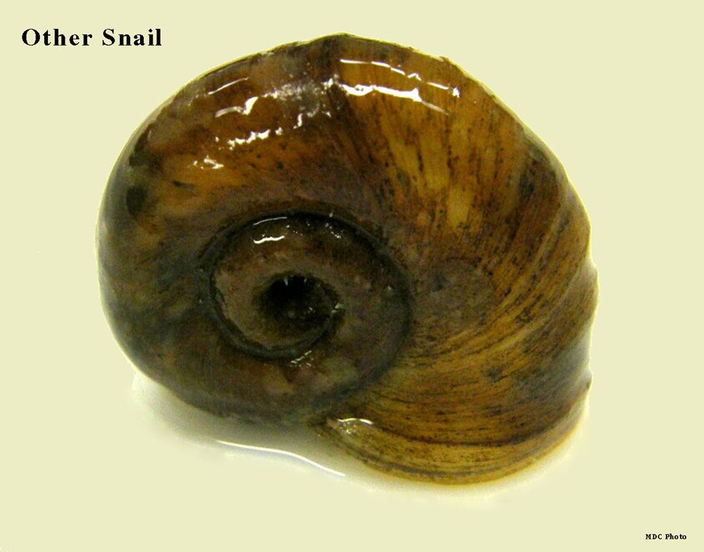 River and Stream Macroinvertebrates | Missouri Stream Team