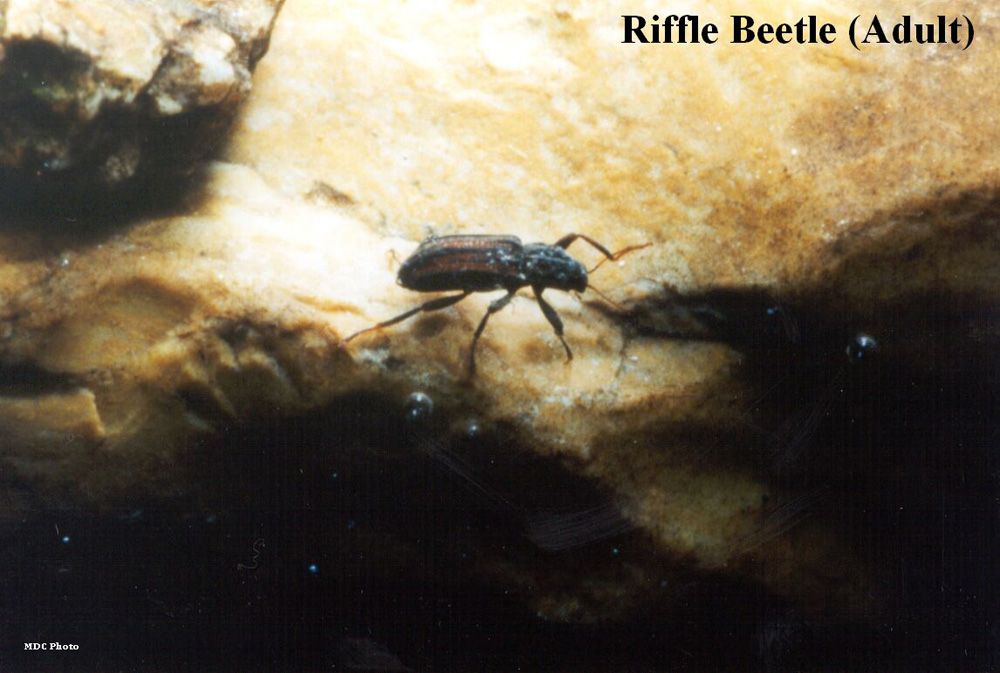 River and Stream Macroinvertebrates | Missouri Stream Team