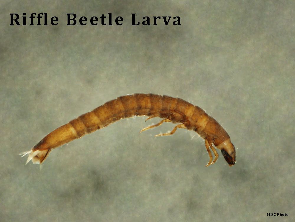 River and Stream Macroinvertebrates | Missouri Stream Team