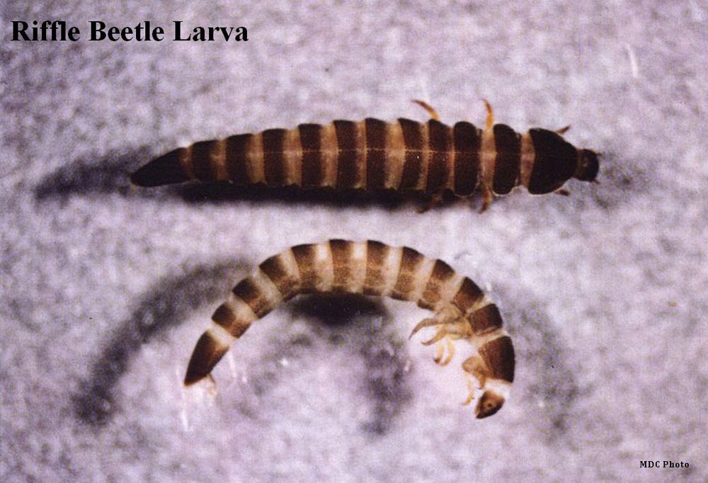 River and Stream Macroinvertebrates | Missouri Stream Team