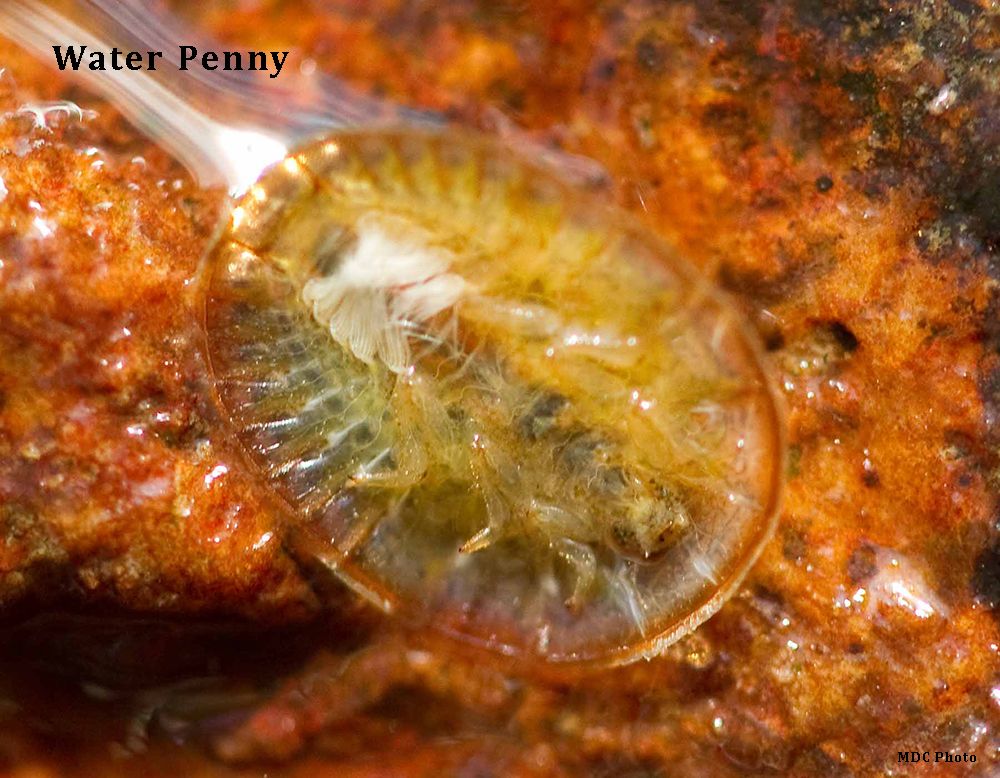 River and Stream Macroinvertebrates | Missouri Stream Team