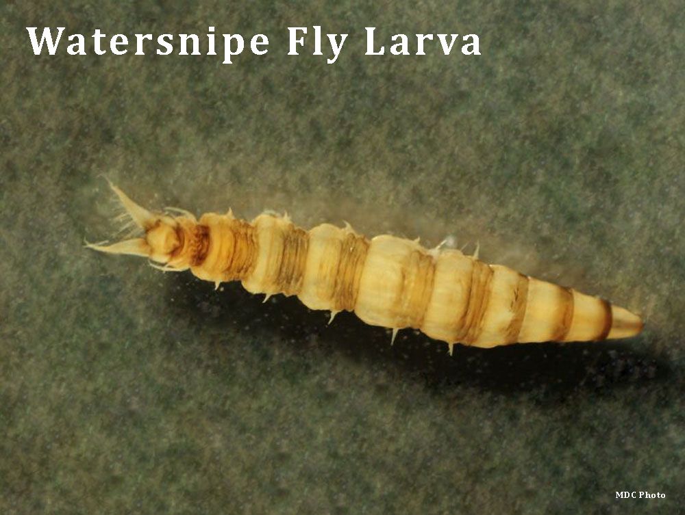 River and Stream Macroinvertebrates | Missouri Stream Team