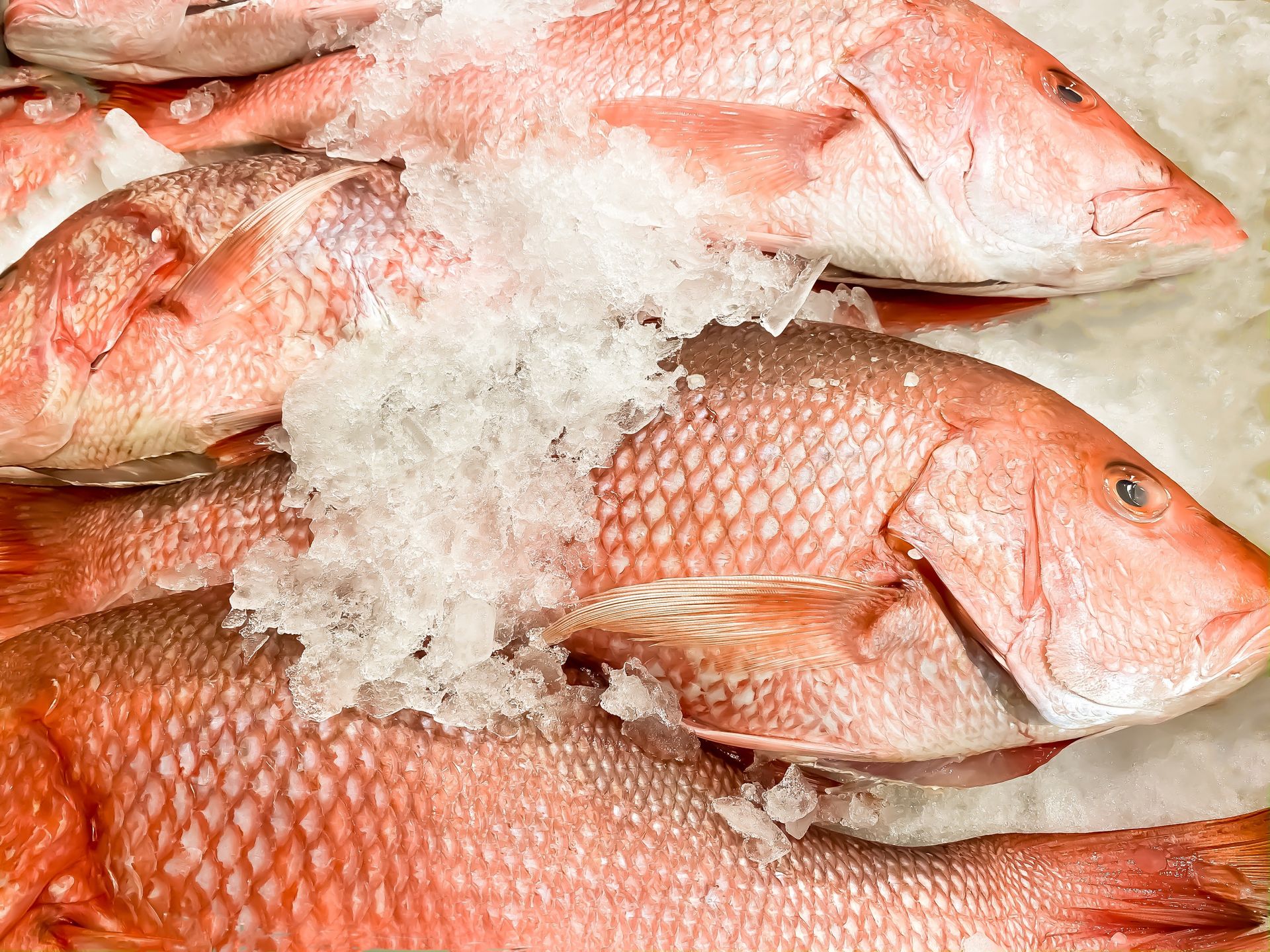 Fresh Seafood | Denham Springs, LA | Ron's Seafood Market