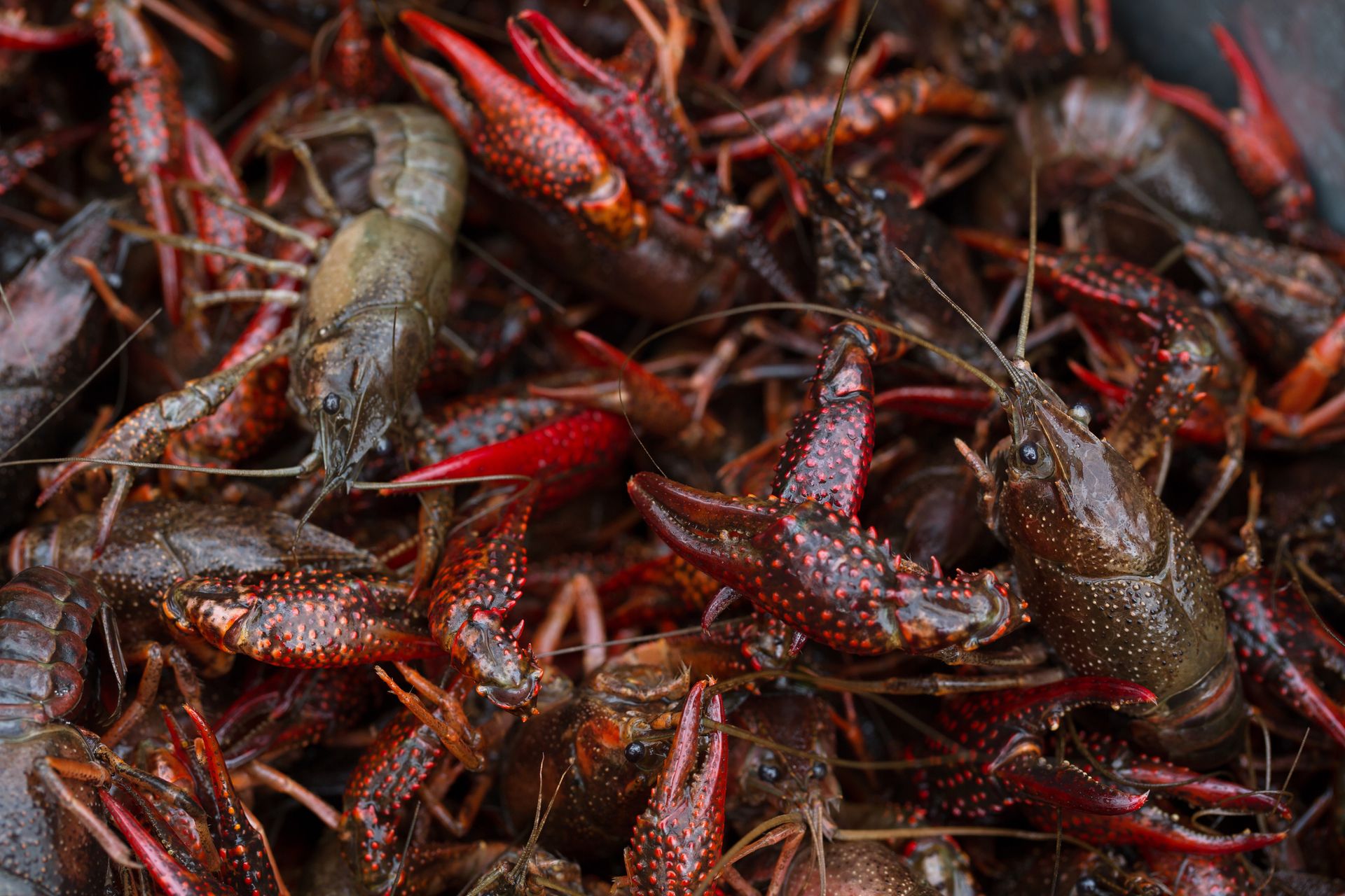 Seafood Market | Denham Springs, LA | Ron's Seafood Market