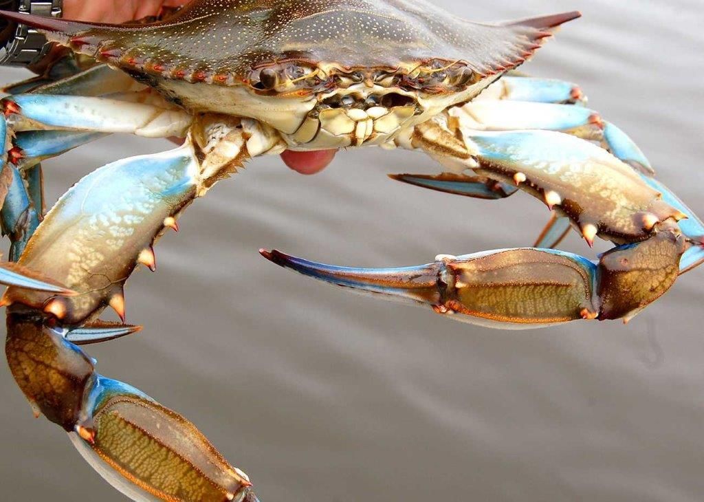Seafood Gallery | Denham Springs, LA | Ron's Seafood Market