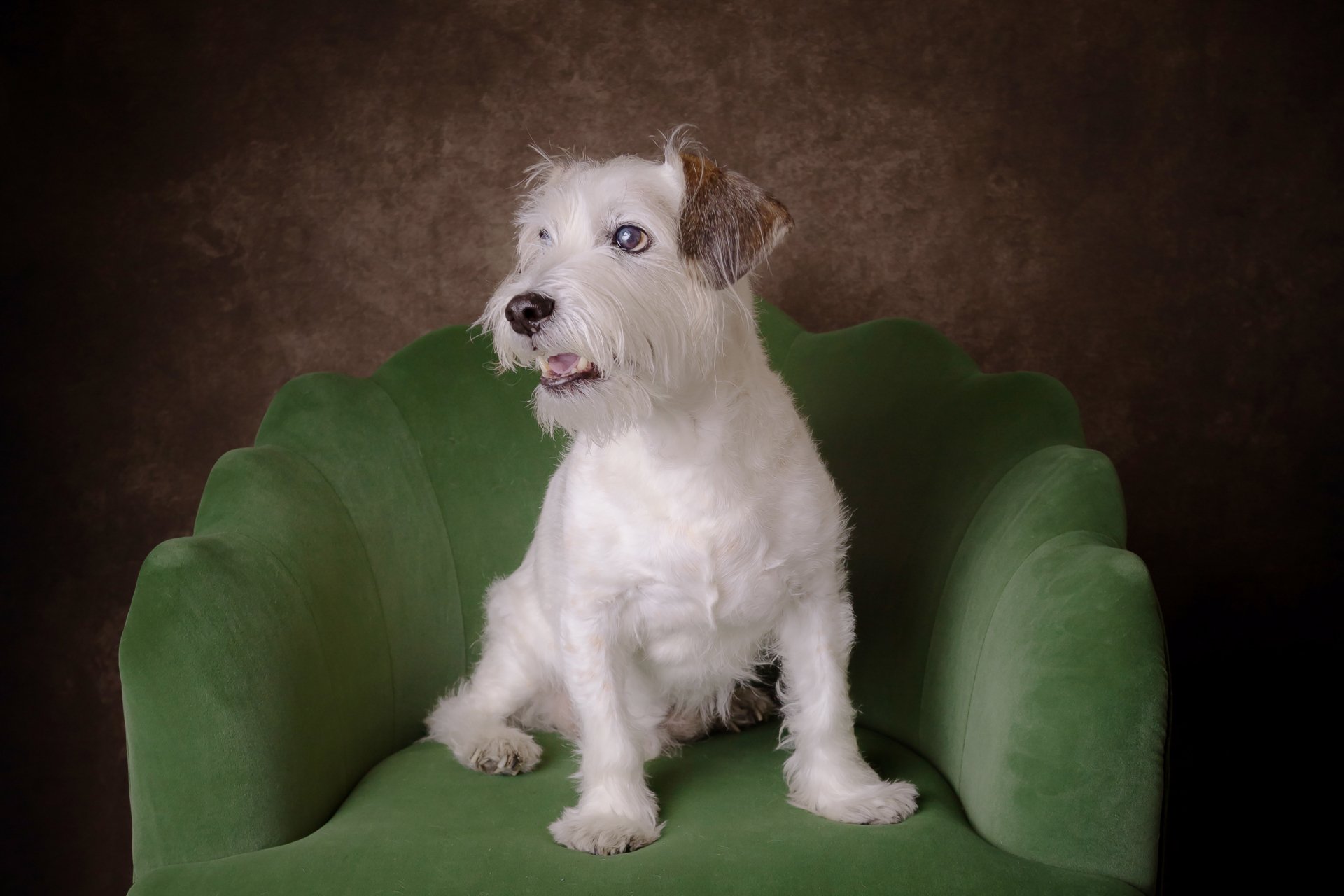 Studio Dog Photoshoot | Love PhoDOGraphy