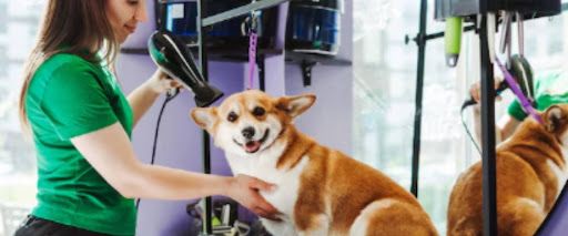 Why Choose Mobile Grooming for Your Dog's Care and Comfort?