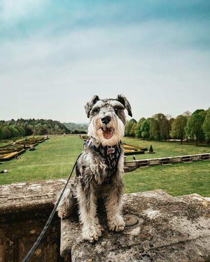 Schnauzer Haircut Styles: Grooming Tips & Face Trim Guide