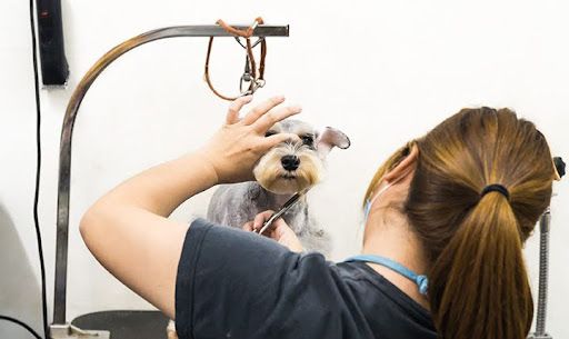 Dog Sanitary Trim: A Grooming Essential for Pet Hygiene