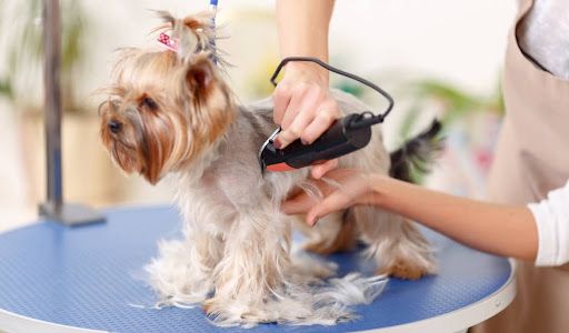 Dog Sanitary Trim: A Grooming Essential for Pet Hygiene