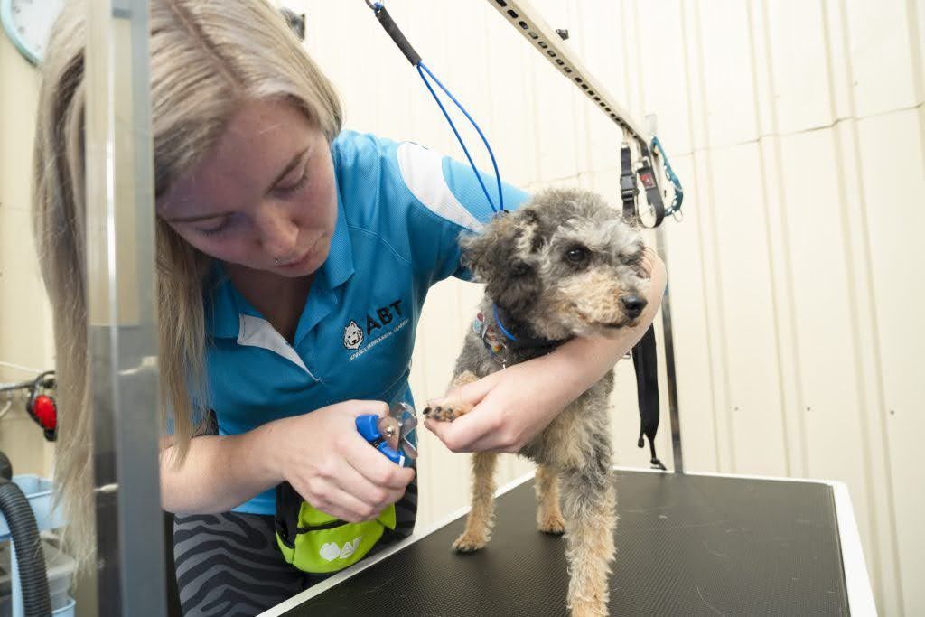 Dog Sanitary Trim: A Grooming Essential for Pet Hygiene