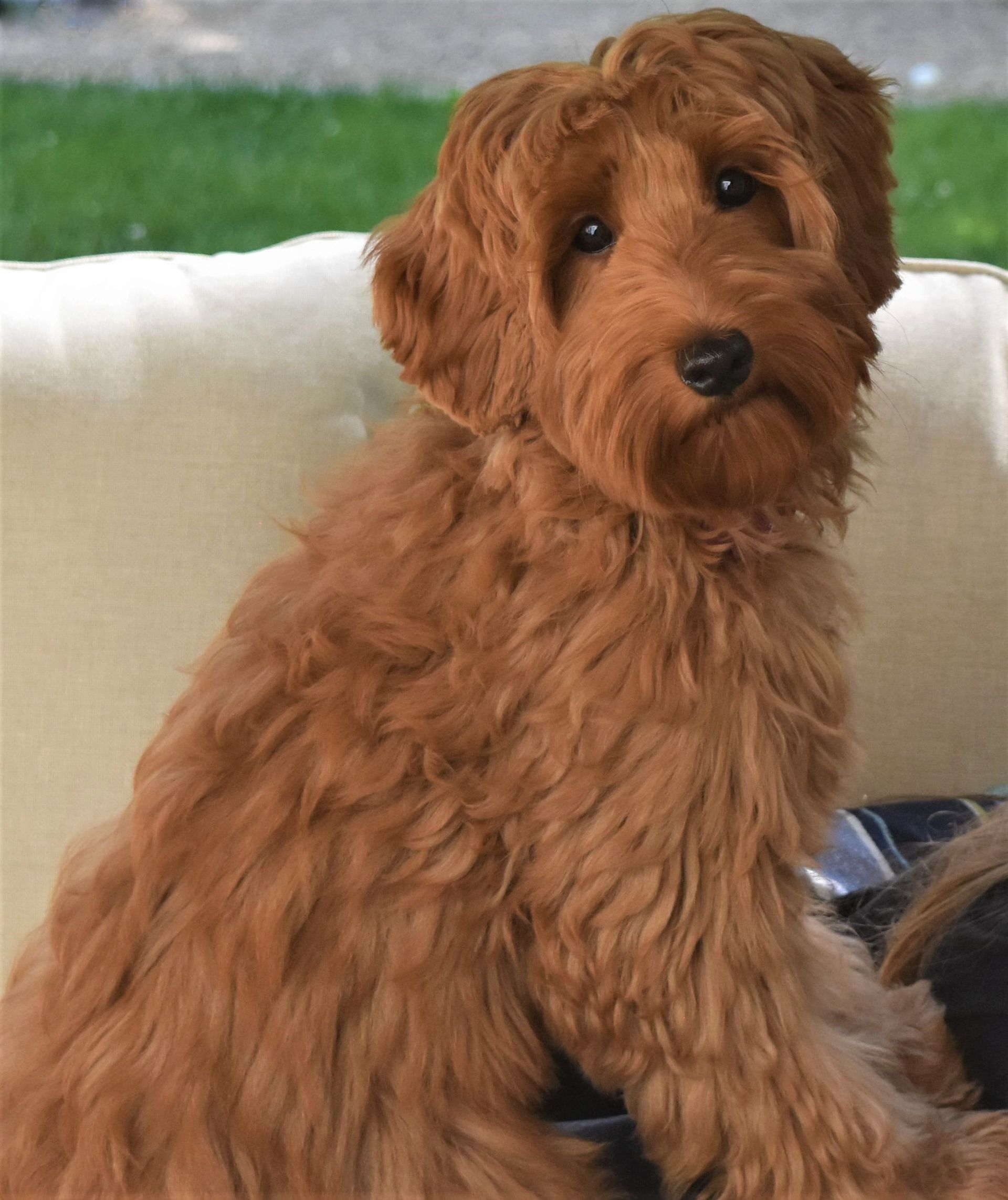 Australian Labradoodle Puppies for Sale | North Easton, MA