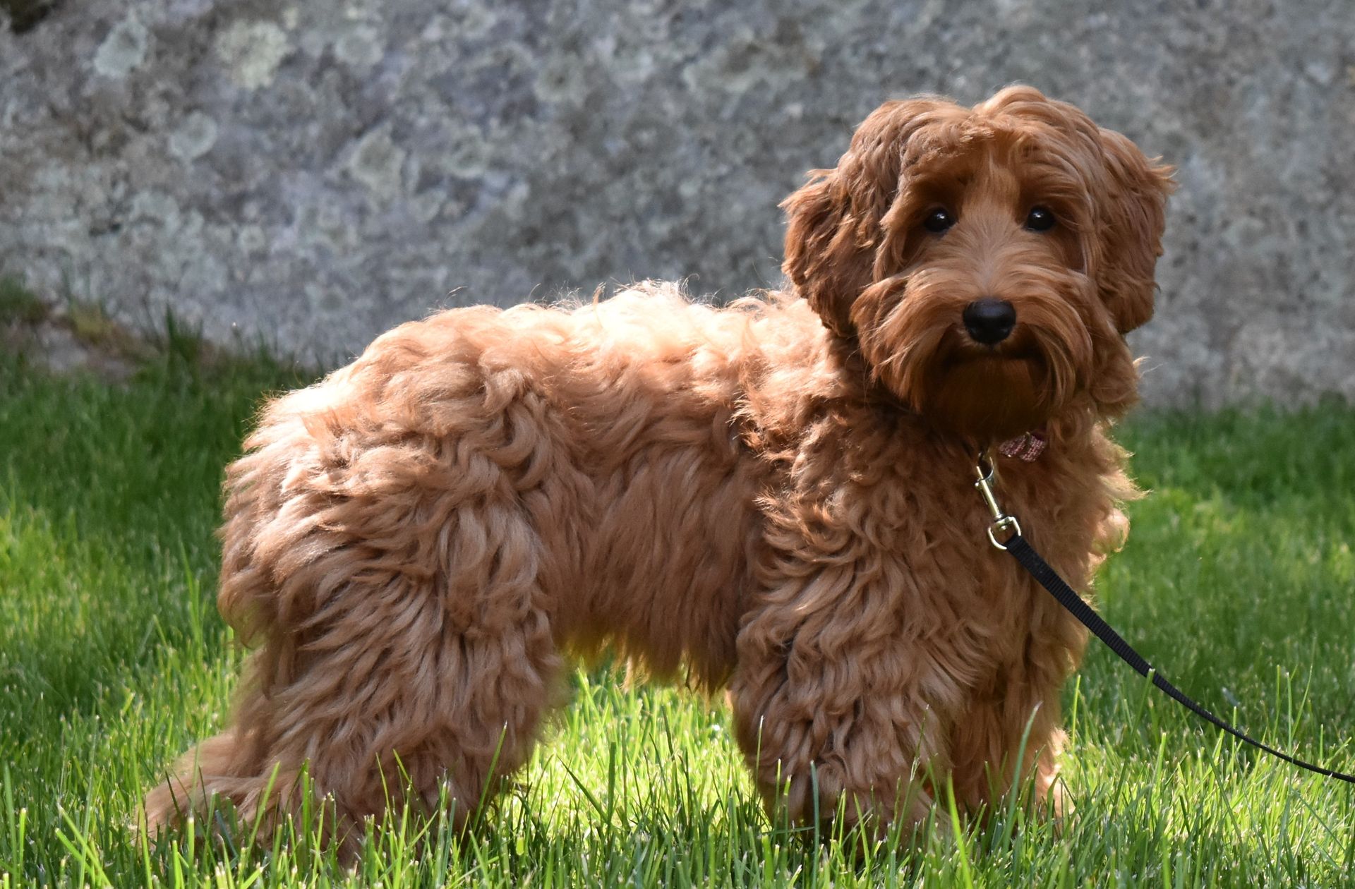 Australian Labradoodle Puppies for Sale | North Easton, MA