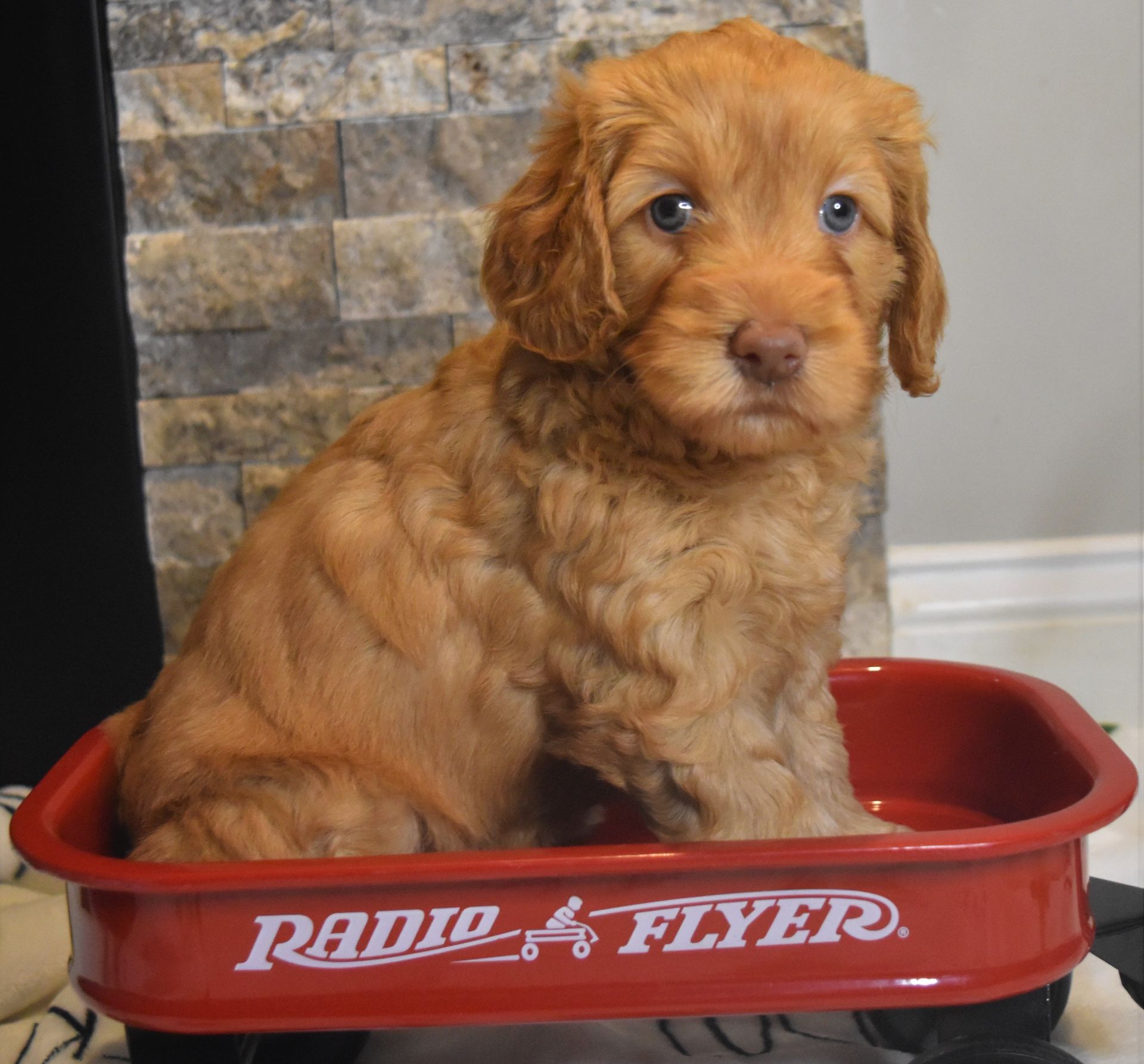 Australian Labradoodle Puppies | North Easton, MA