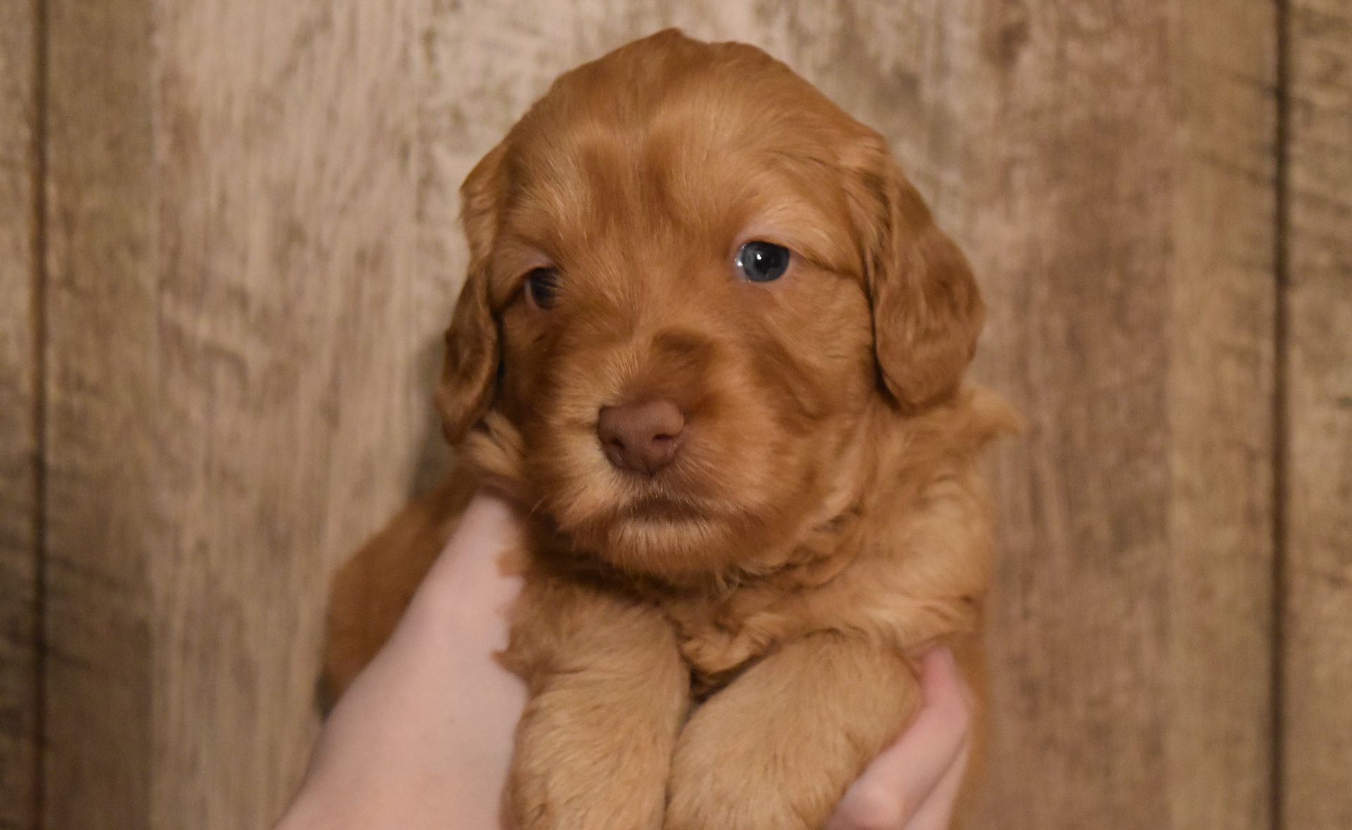 Australian Labradoodle Puppies | North Easton, MA