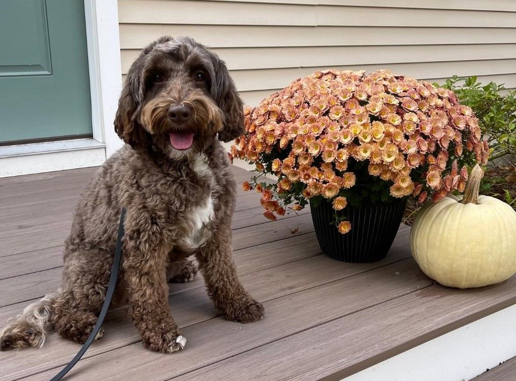 Australian Labradoodle Puppies for Sale | North Easton, MA