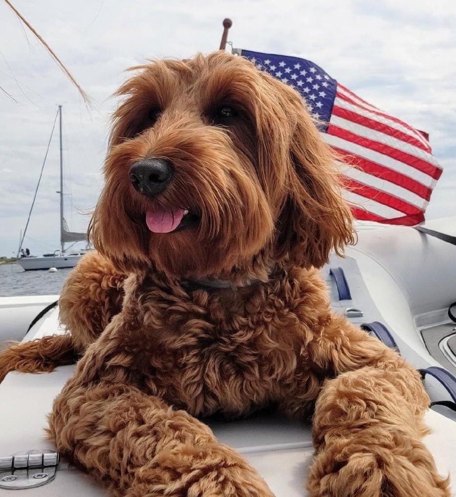 Australian Labradoodle Puppies for Sale | North Easton, MA