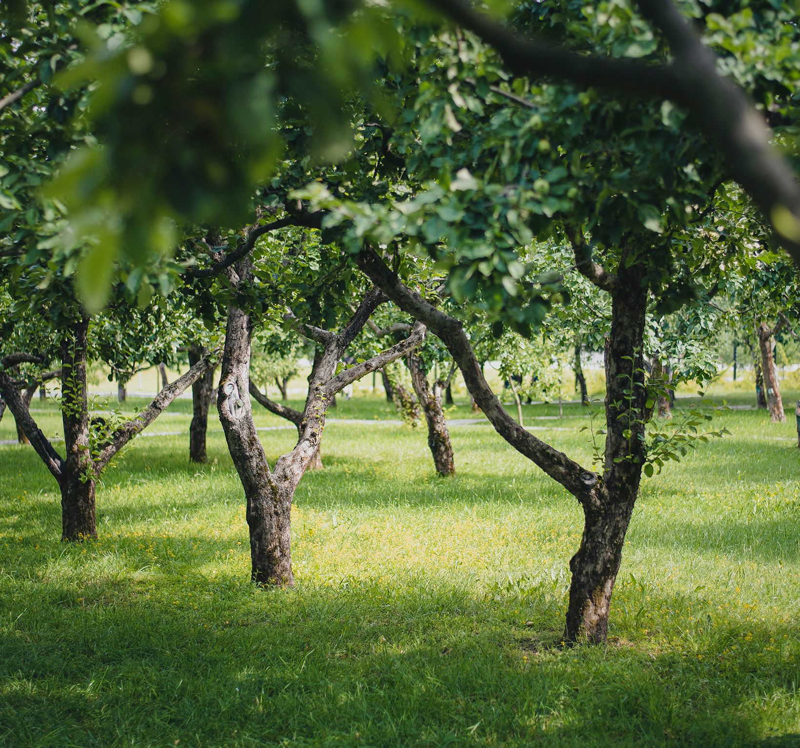 Roots Life Fruit | The Orchard