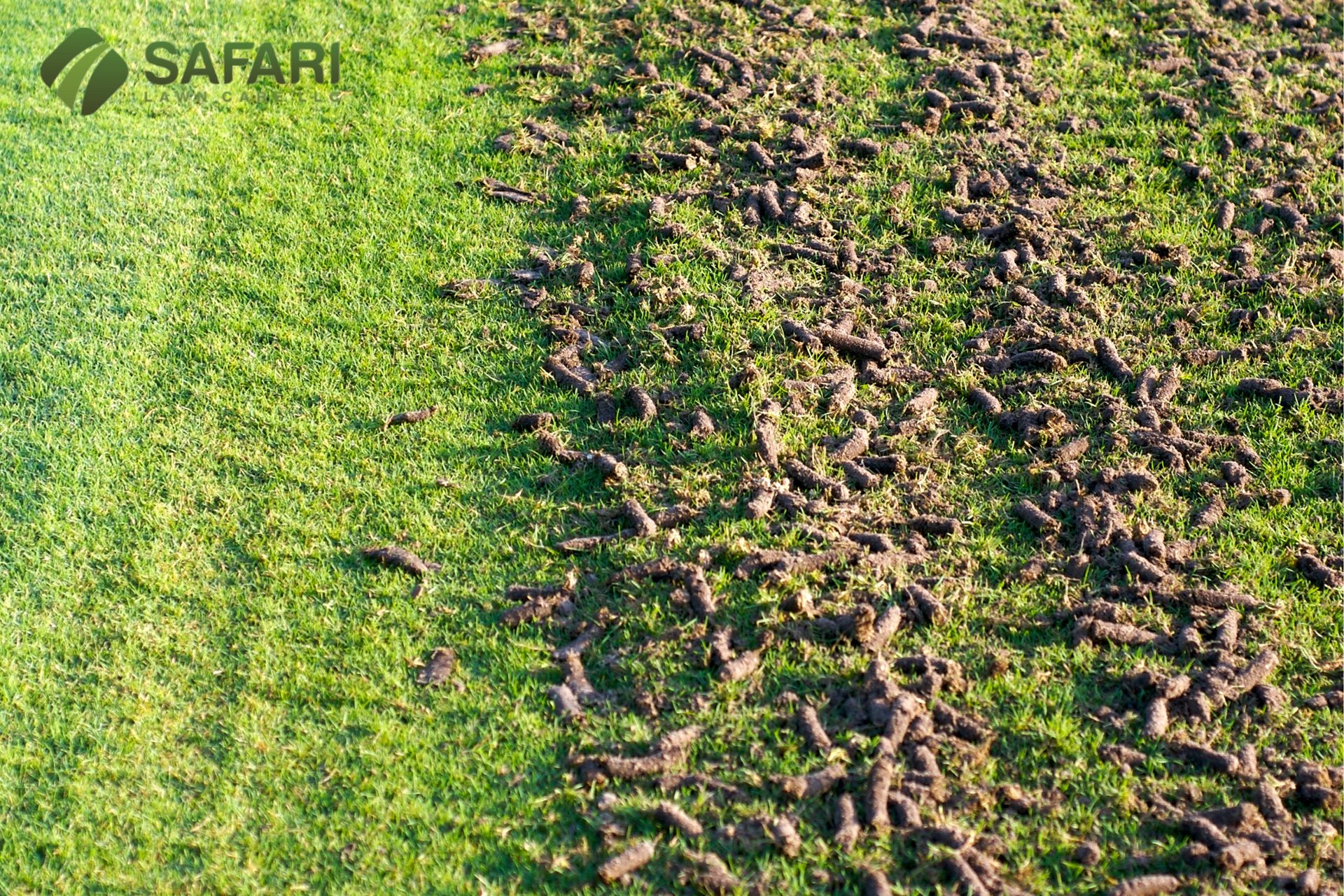 The Importance of Fall Lawn Aeration and Overseeding in Boise Idaho