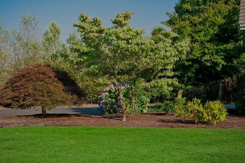 Past Projects & Tree Care Service | Spokane WA