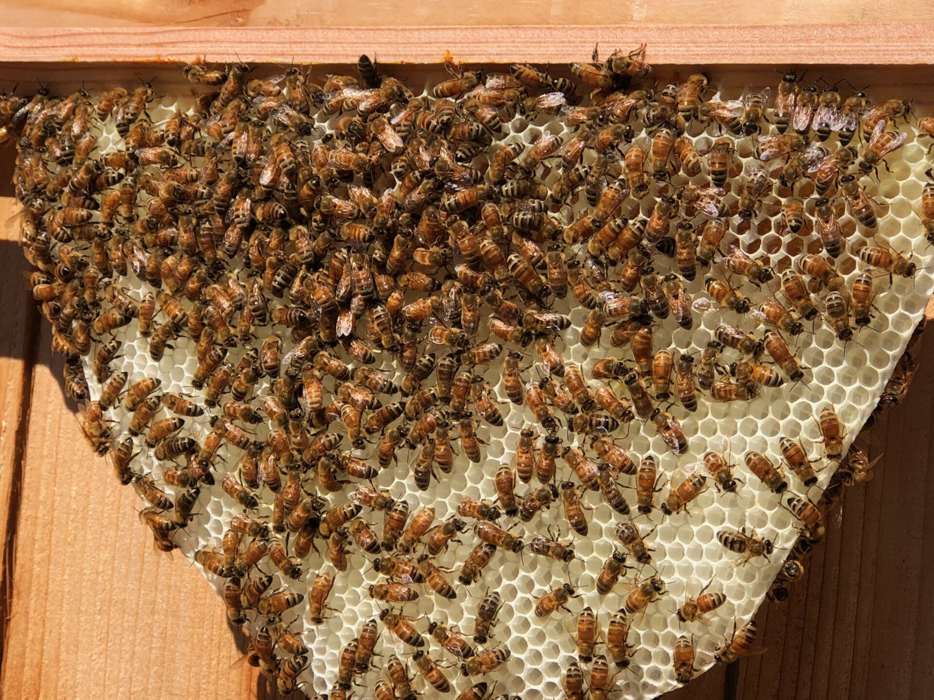 Home [vancouverbeeproject.org]