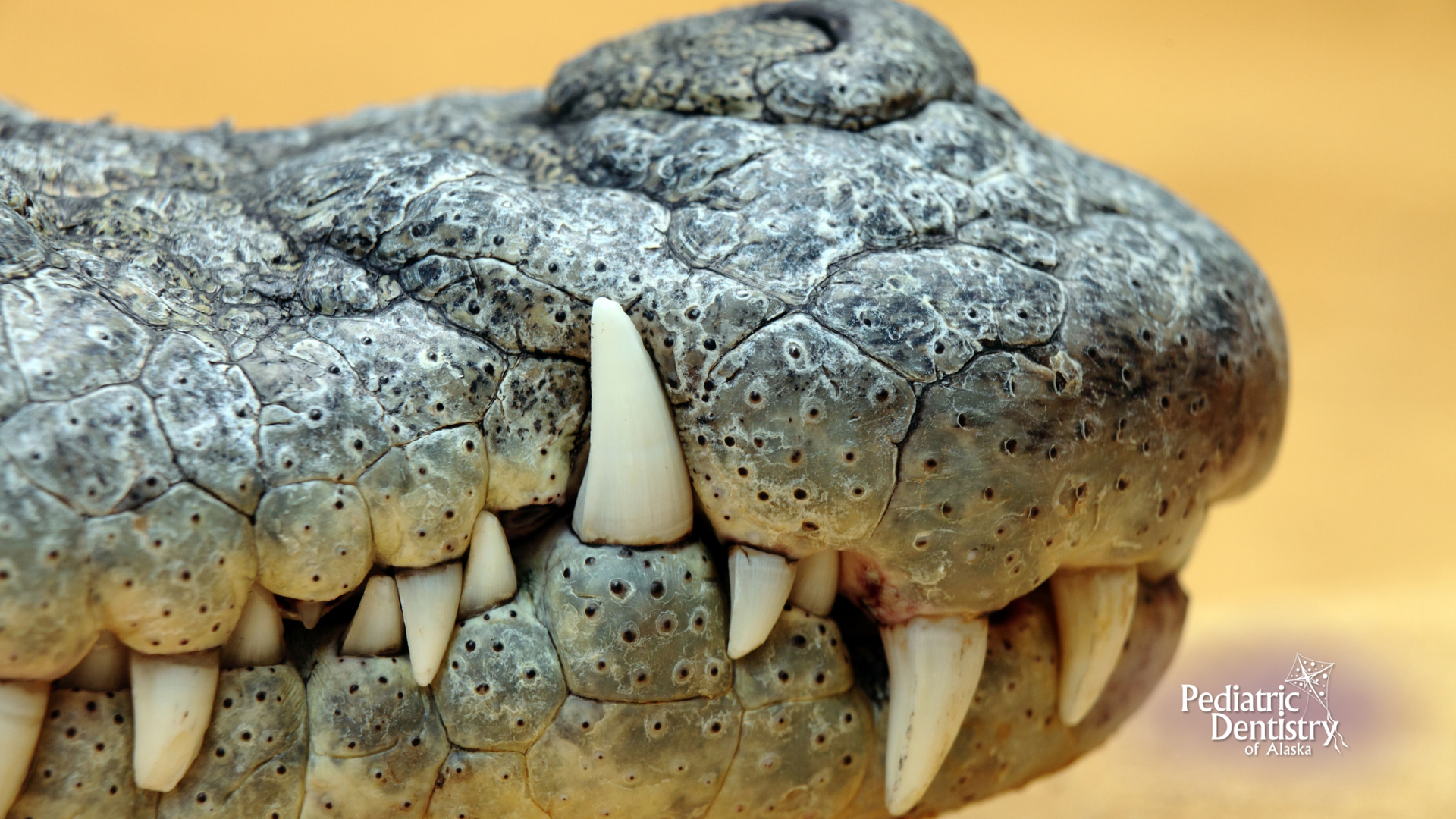 Fun Tooth Trivia: 20 Facts Kids Will Love About Their Teeth