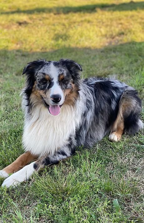 Mini & Toy Aussie Puppies for Sale