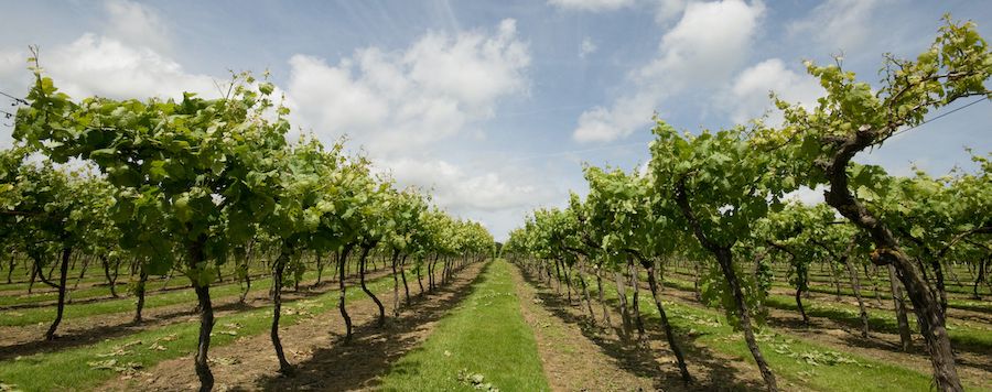 Biddenden Sparkling Cider Crowned Supreme Champion