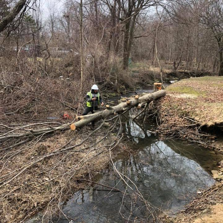 Tree Removal | Timberland Tree Svcs