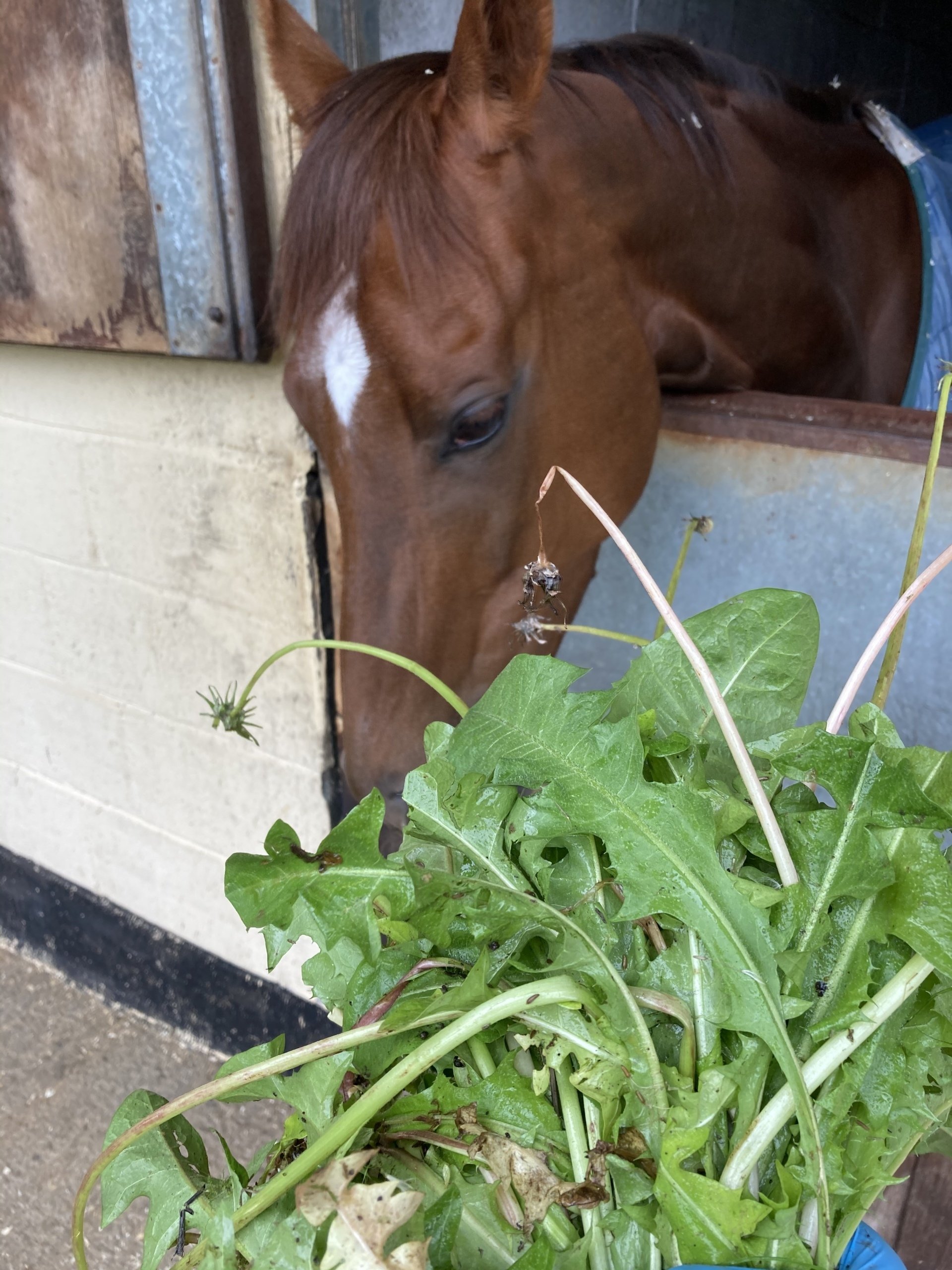 A small family racehorse yard on the outskirts of Leeds