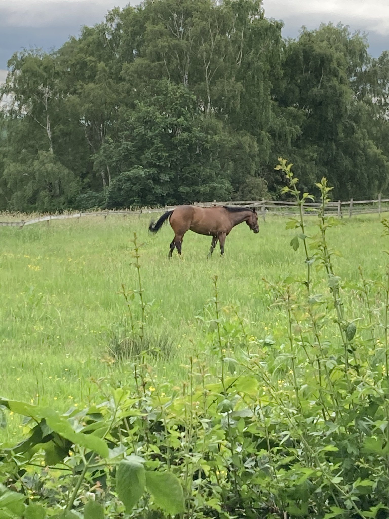 A small family racehorse yard on the outskirts of Leeds