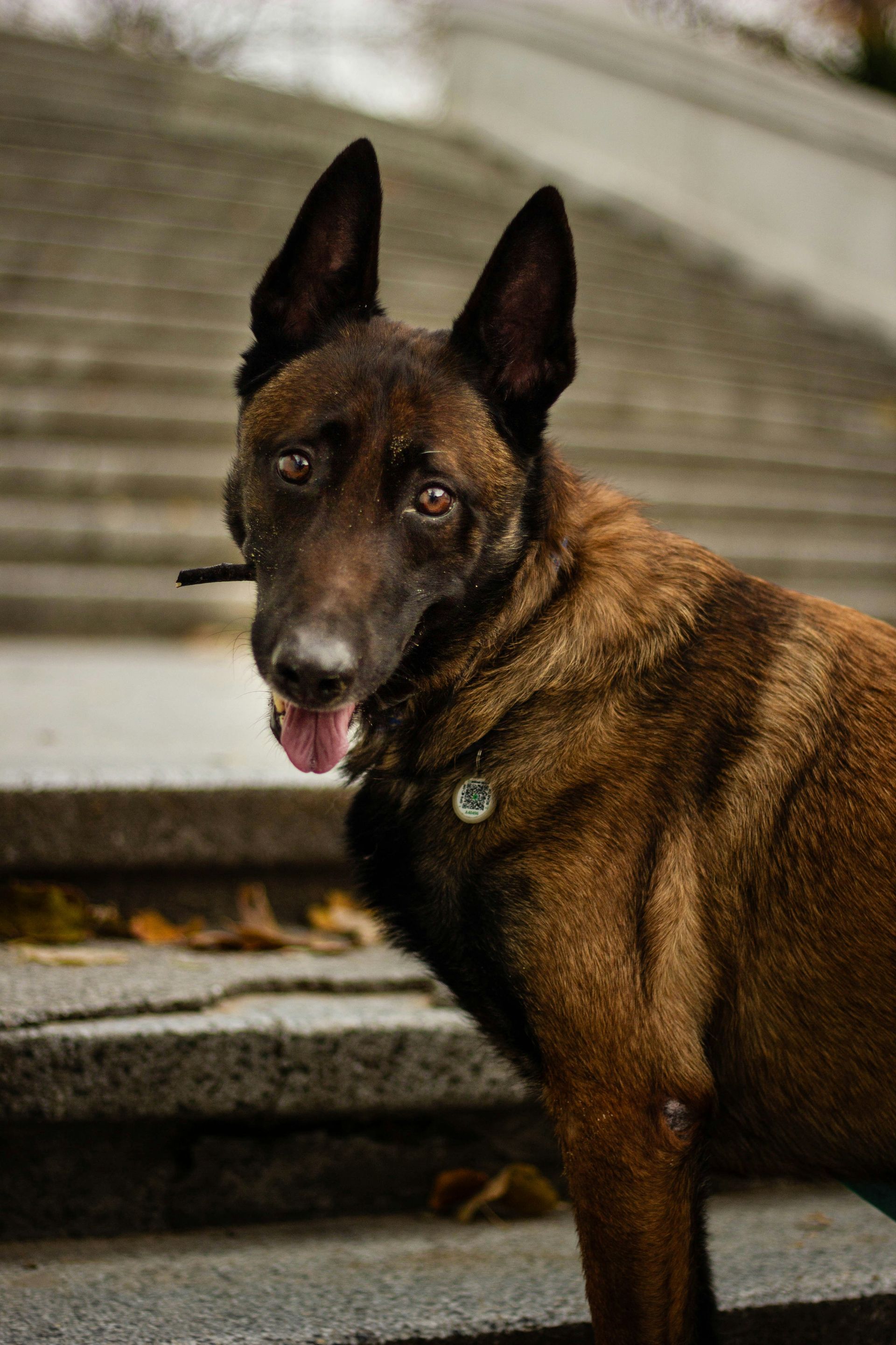 Guardian Service Dogs | Wisconsin Guardian Foundation
