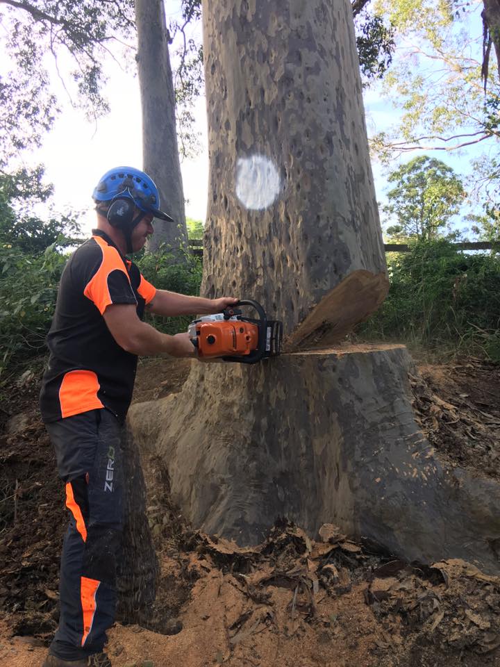 Ability Tree Service | Arborists