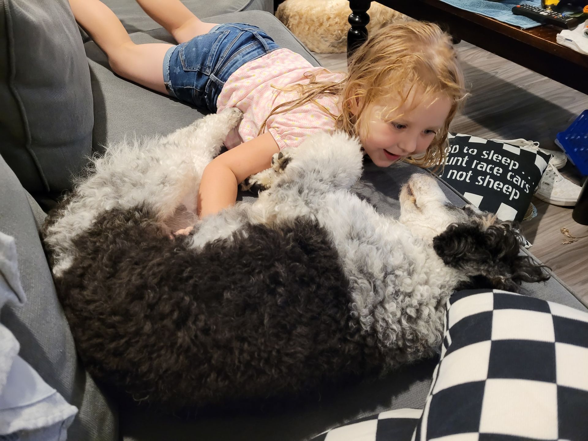 Guest Gallery | Orrville Pet Spa & Resort | Orville, OH