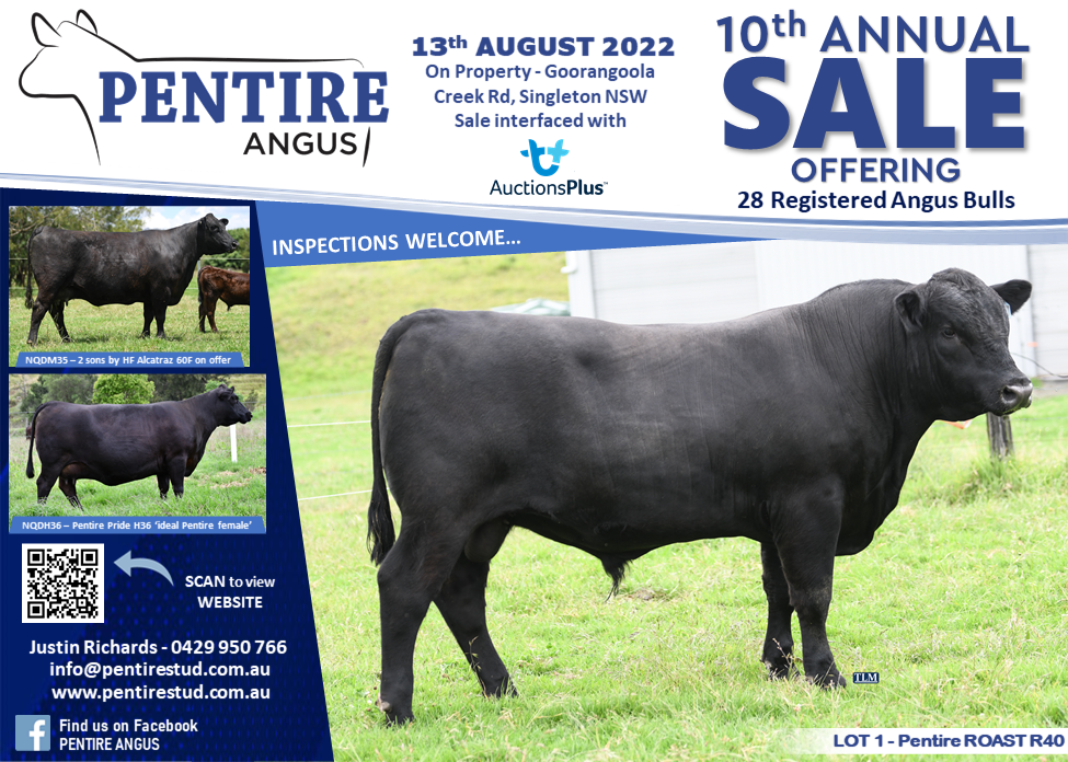 Pentire Angus,Registered Angus Bulls and Females, Singleton Hunter Valley NSW