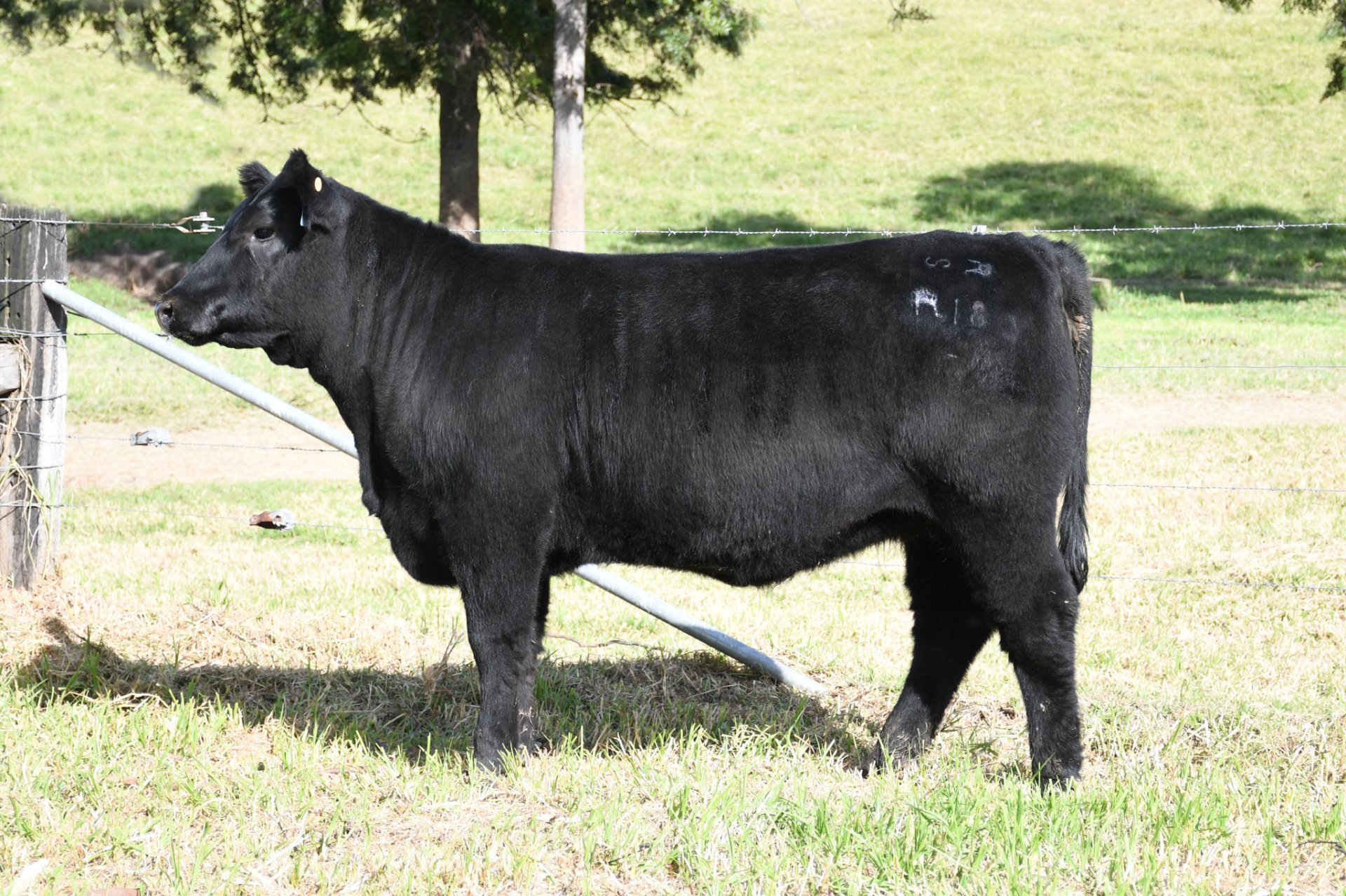 Pentire Angus,Registered Angus Bulls and Females, Singleton Hunter ...