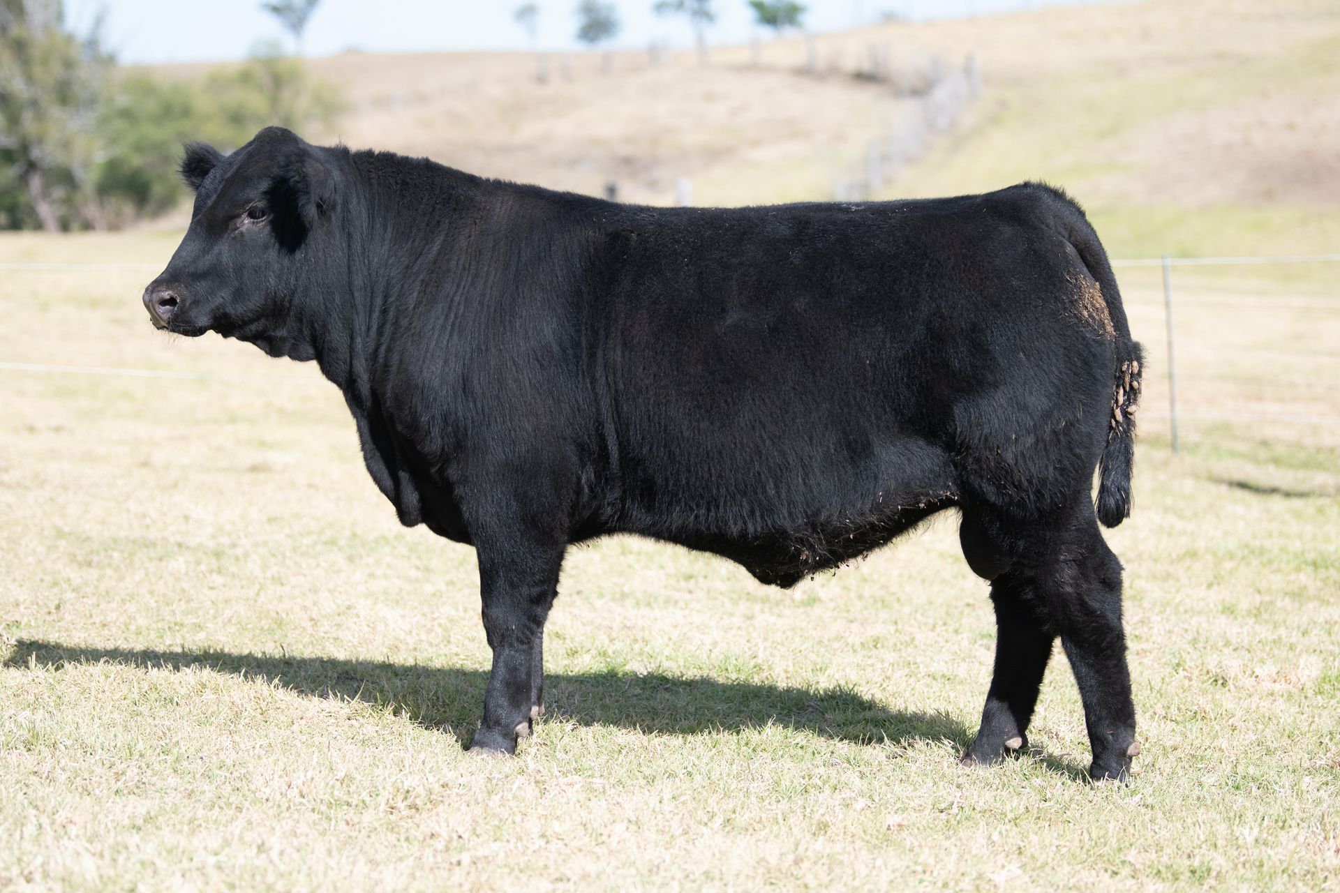 Pentire Angus | Sales info